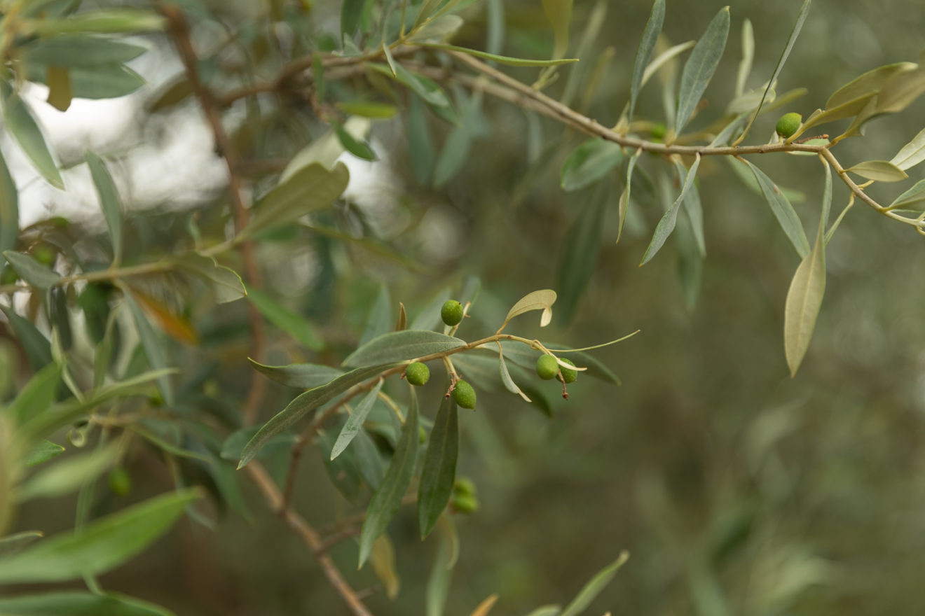 L’olive noire de Nyons : découverte et recettes savoureuses - Itinera ...