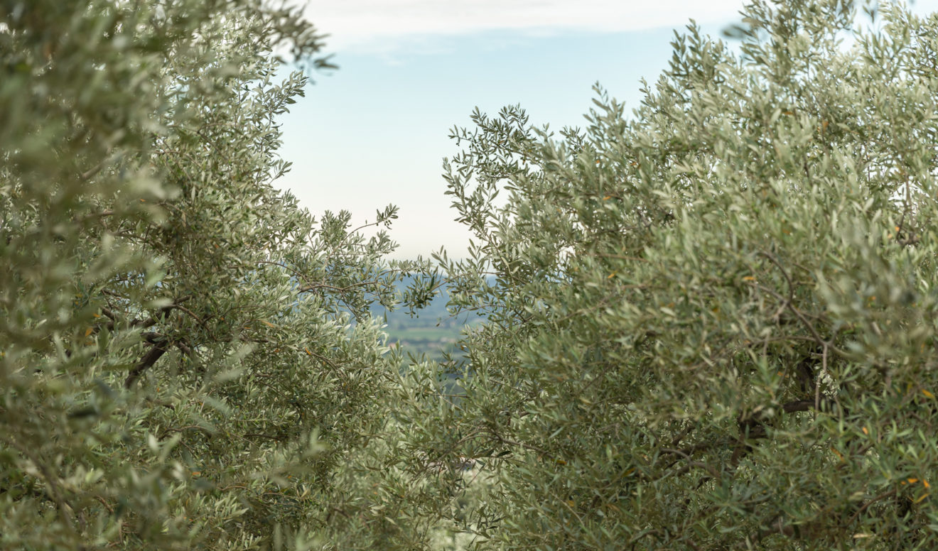 L’olive noire de Nyons : découverte et recettes savoureuses - Itinera ...