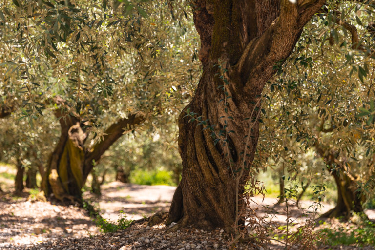 The olive tree road in Provence, off the beaten track - Itinera-magica.com