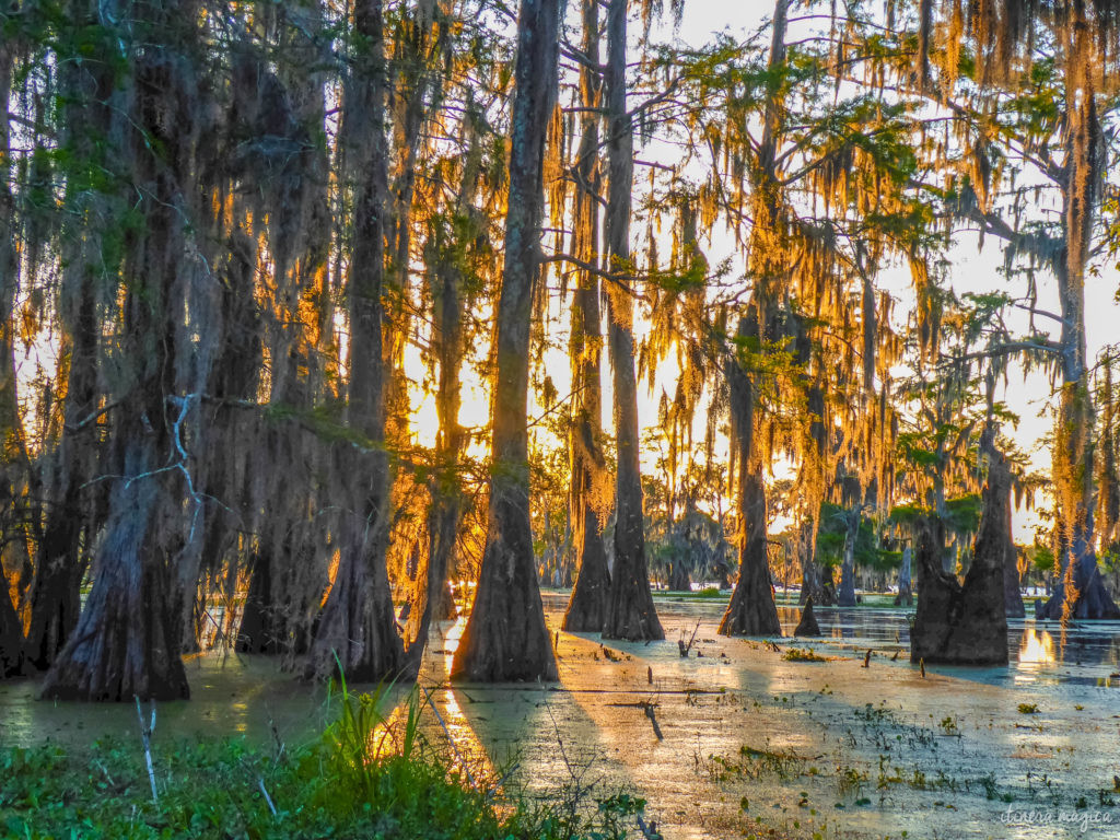 Au cœur des bayous de Louisiane - Itinera-magica.com