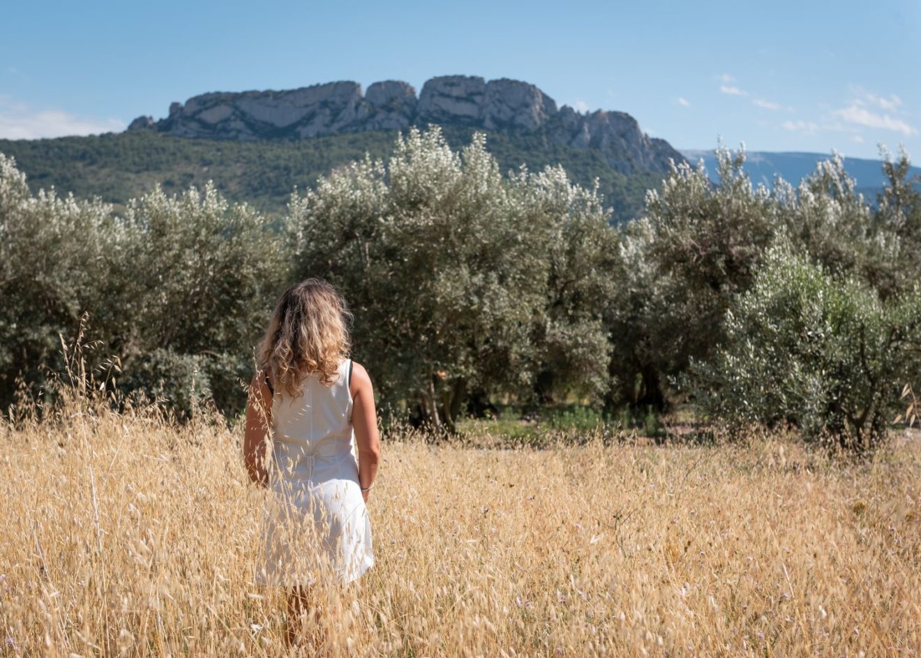 The olive tree road in Provence, off the beaten track - Itinera-magica.com