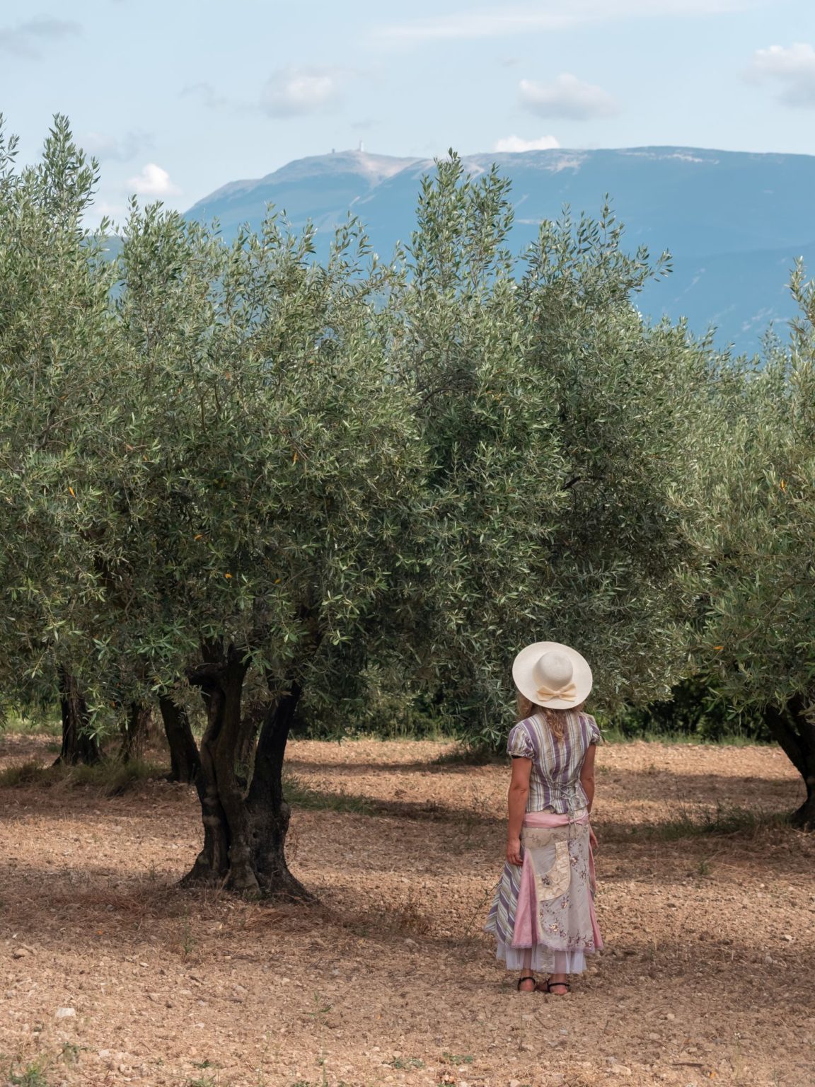 The olive tree road in Provence, off the beaten track - Itinera-magica.com